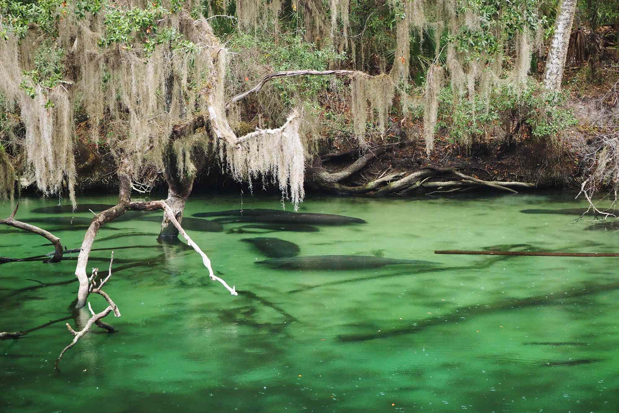 This Florida state park has a Caribbean-blue, spring-fed swimming hole ...
