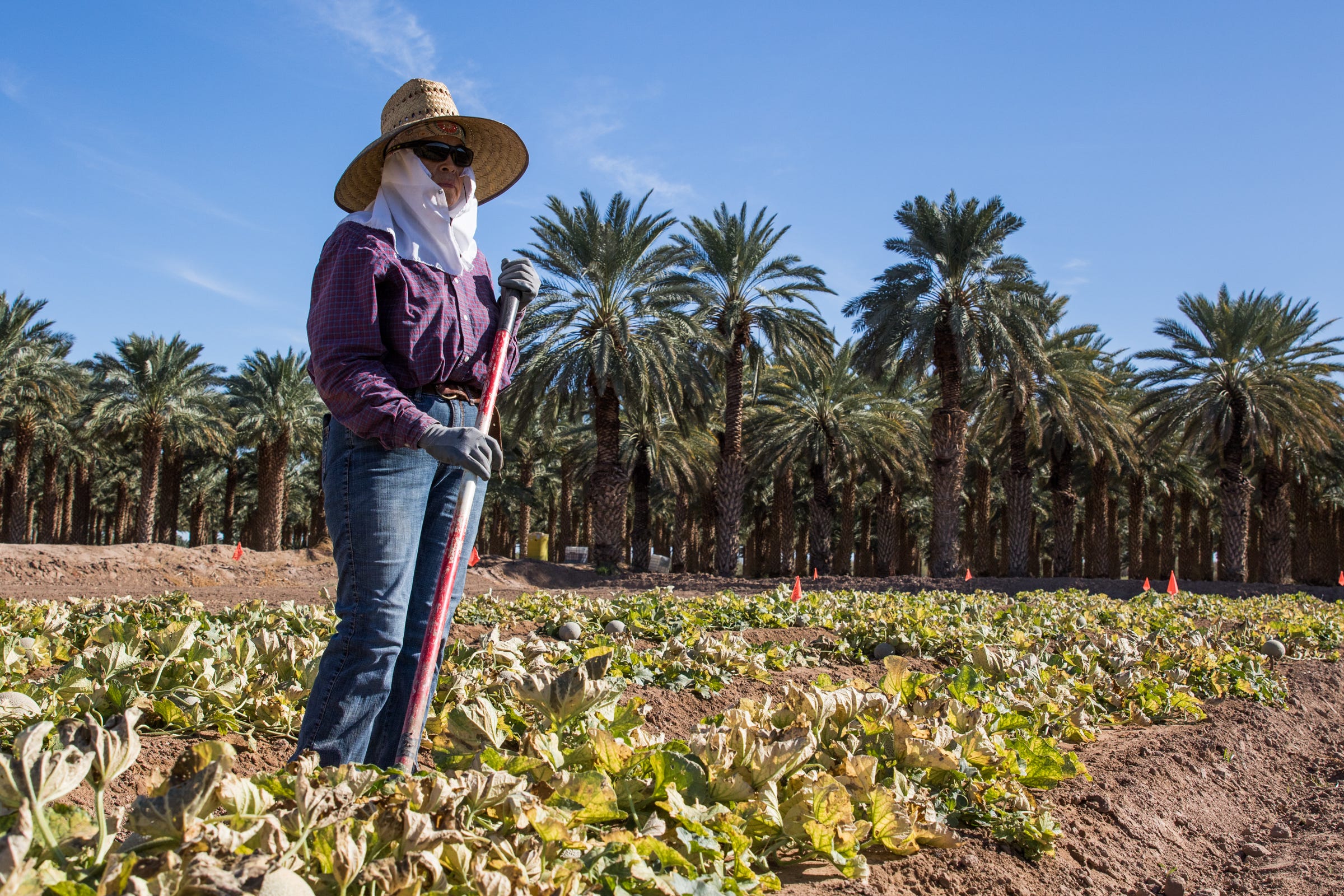 Arizona agriculture is redefining the future from the desert | Opinion