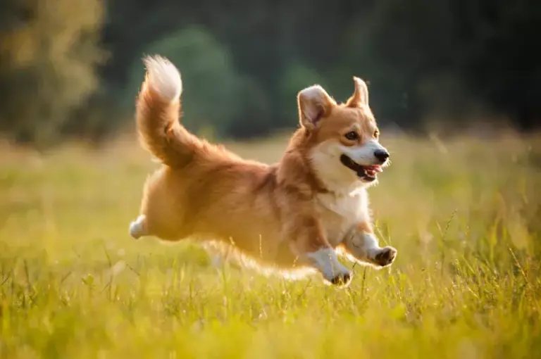 Welsh corgi pembroke: pes královny Alžběty II., kterého můžete mít i na ...