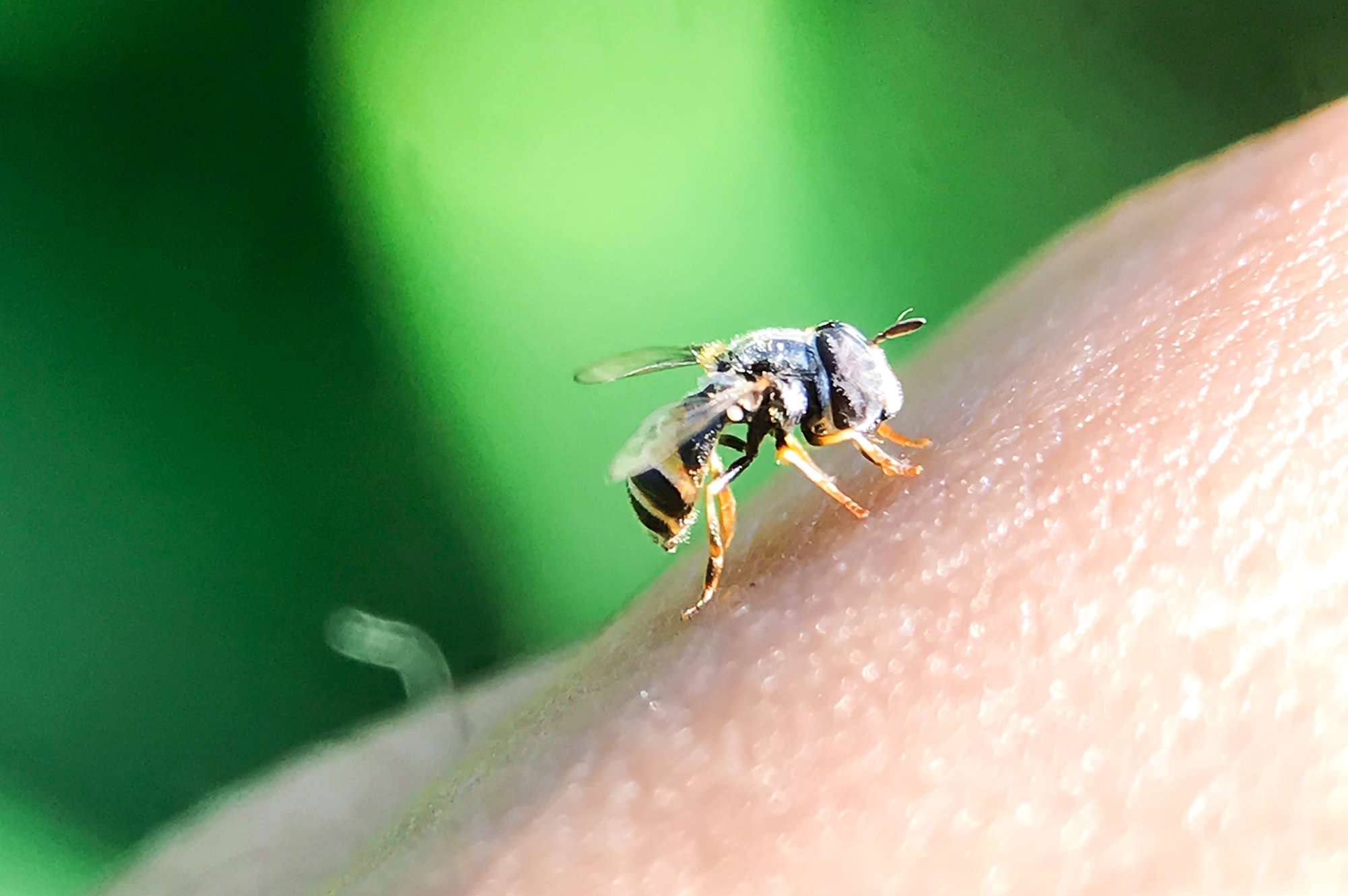 The worst mistakes travelers make after a bee sting—and how to treat it ...