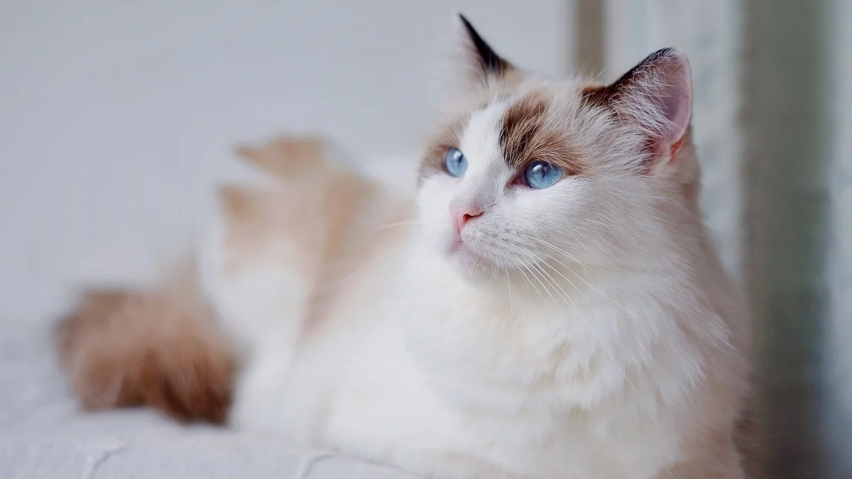 Early signs of vision loss in cats, according to veterinarians