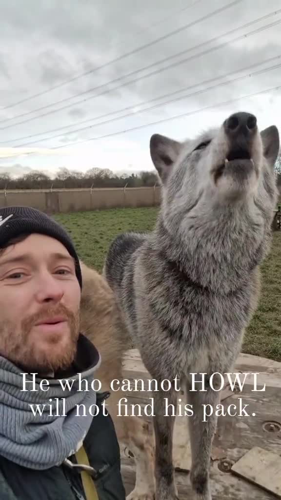 Finding my pack: Howling with wolves up close