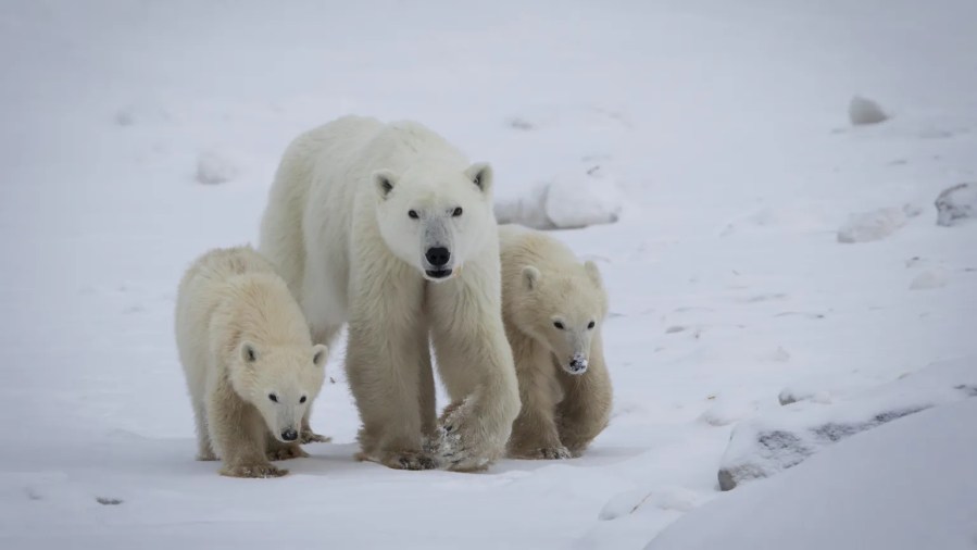 Polar bears may be evolving in response to climate change: Study