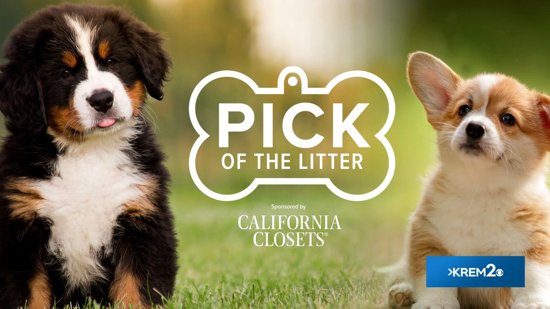 How to help Spokanimal shelter animals this holiday season