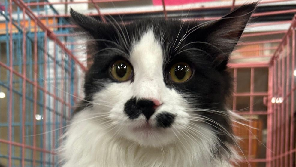 Columbia cat rescue aims to have all adoptable cats in homes by Christmas