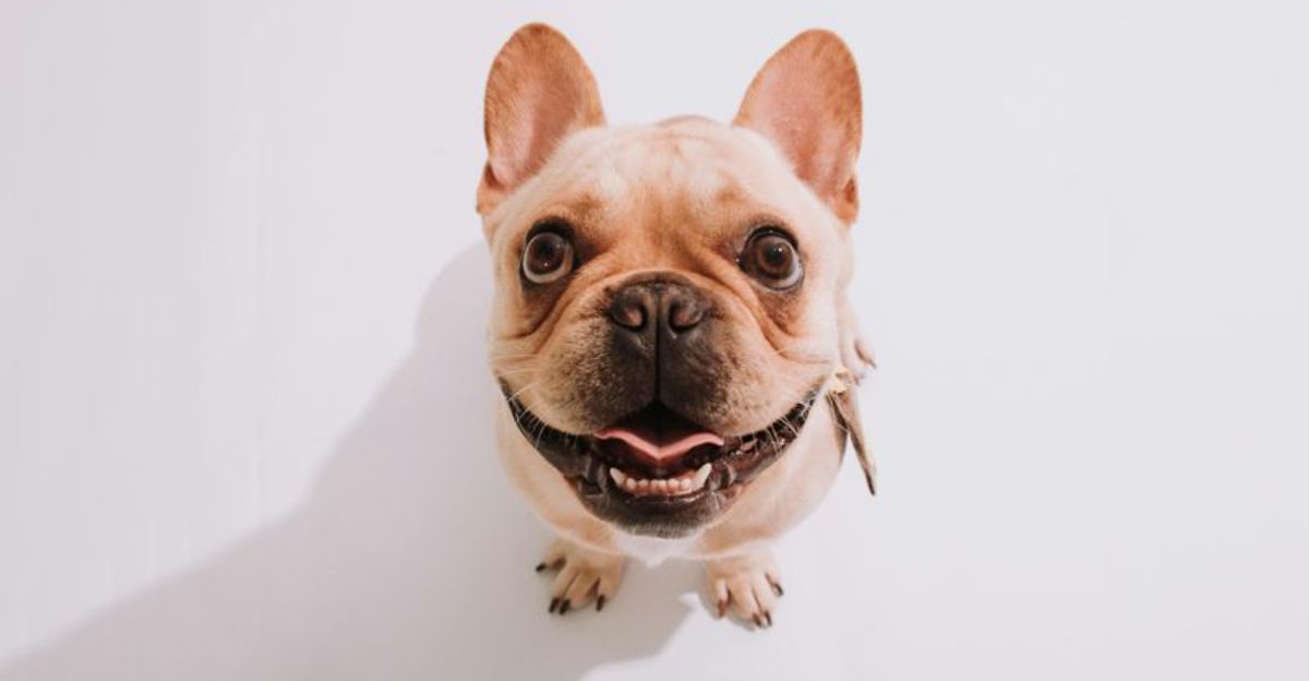 10 dog breeds with facial expressions that look almost human