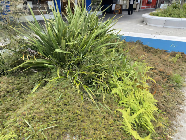 Dunedin's inner-city greening project shows even small spaces can be ...