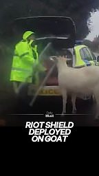 Police deploy riot shields to lasso goat that ate Christmas wreath