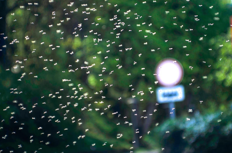Scientists reveal the staggering number of insects flying in the sky ...