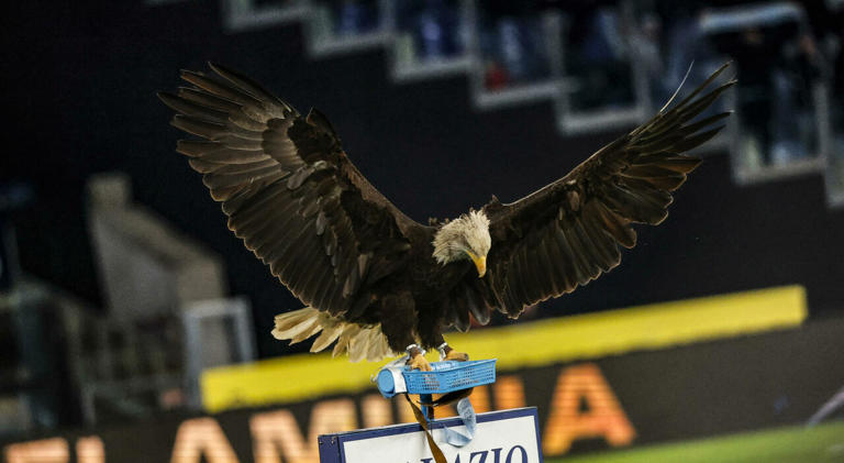 Lazio, torna a volare l'aquila: all'Olimpico con la Cremonese si ...