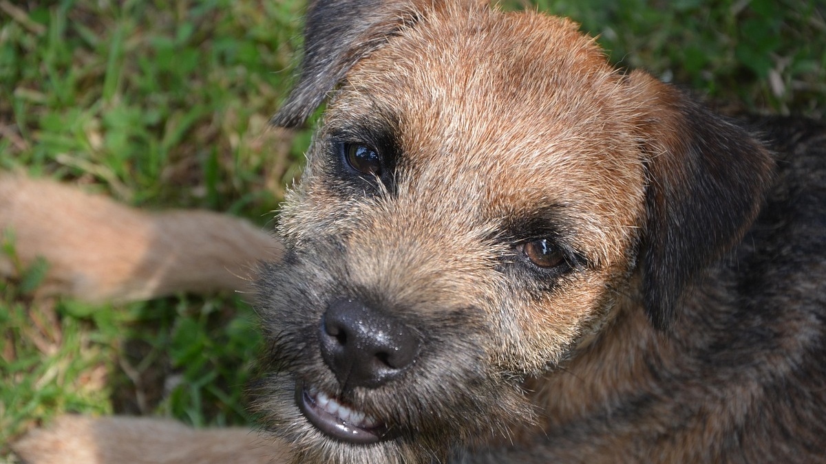 These 16 dog breeds can sense what you feel (they have amazing ...