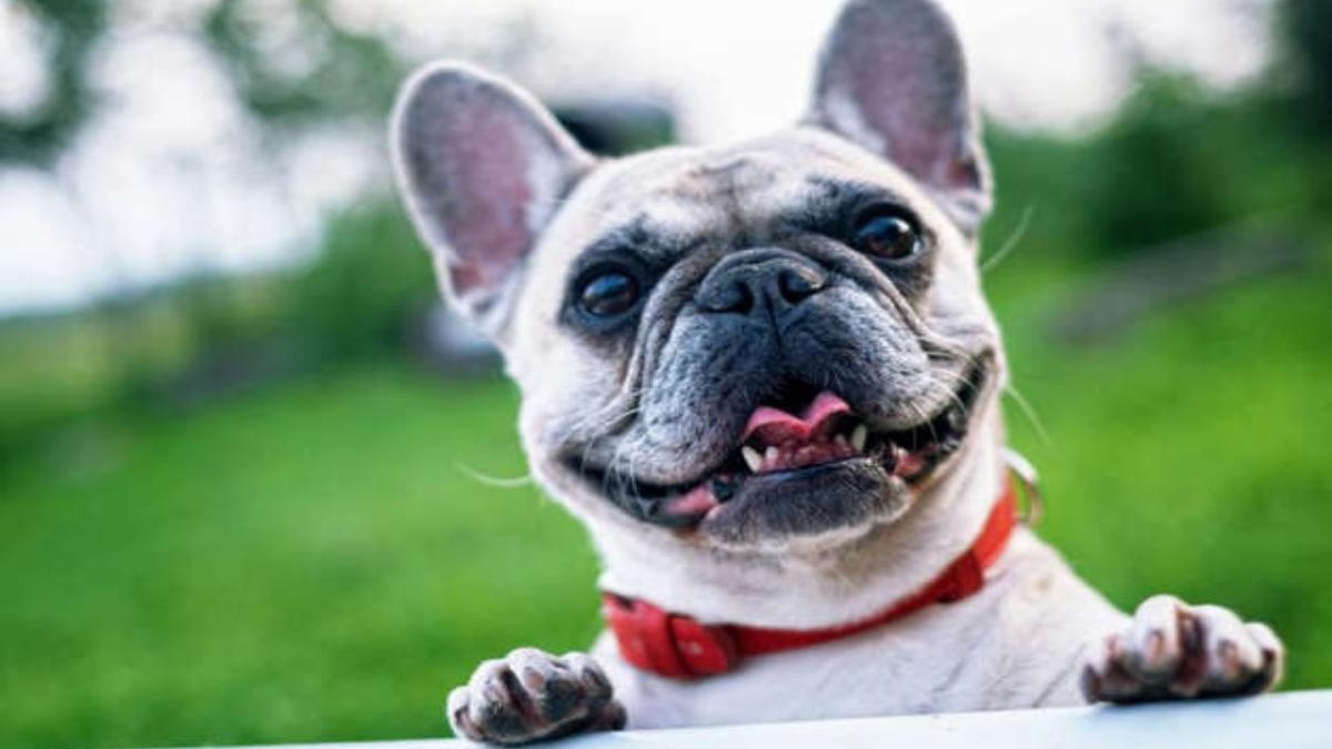 The 10 most popular dog breeds in the United States according to the ...