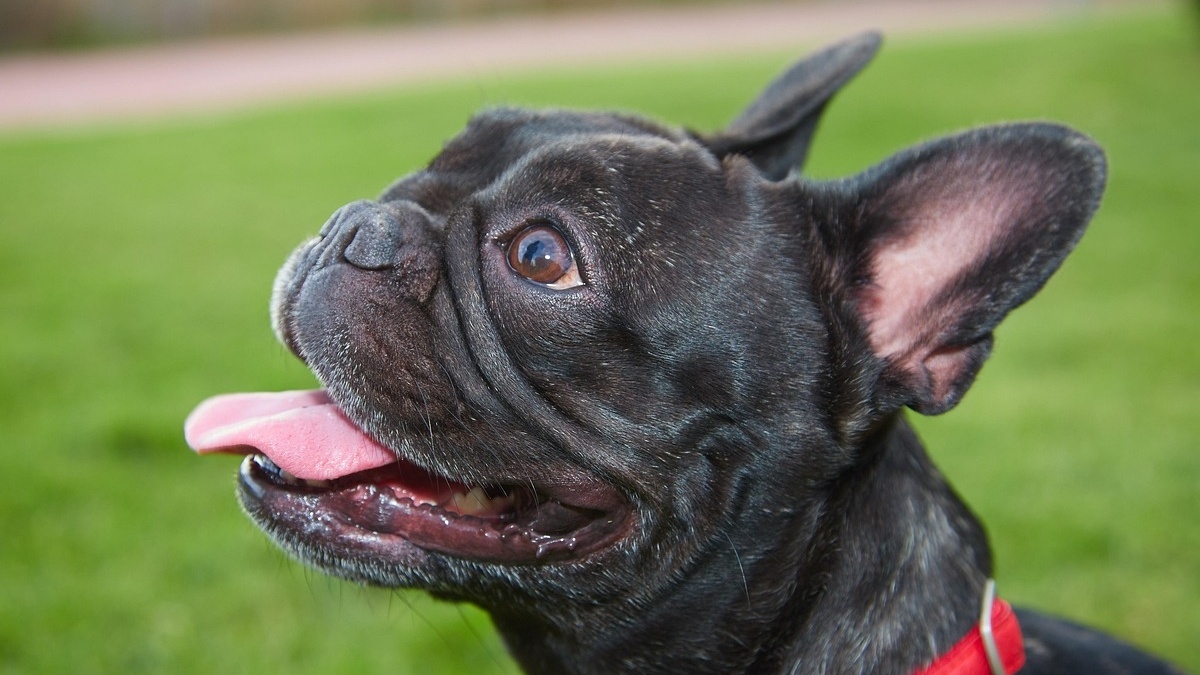 Si tu perro hace estas 12 cosas, significa que está muy enojado contigo