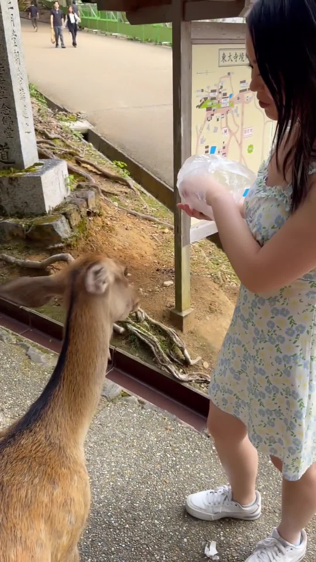 Playful deer interactions in a serene park setting