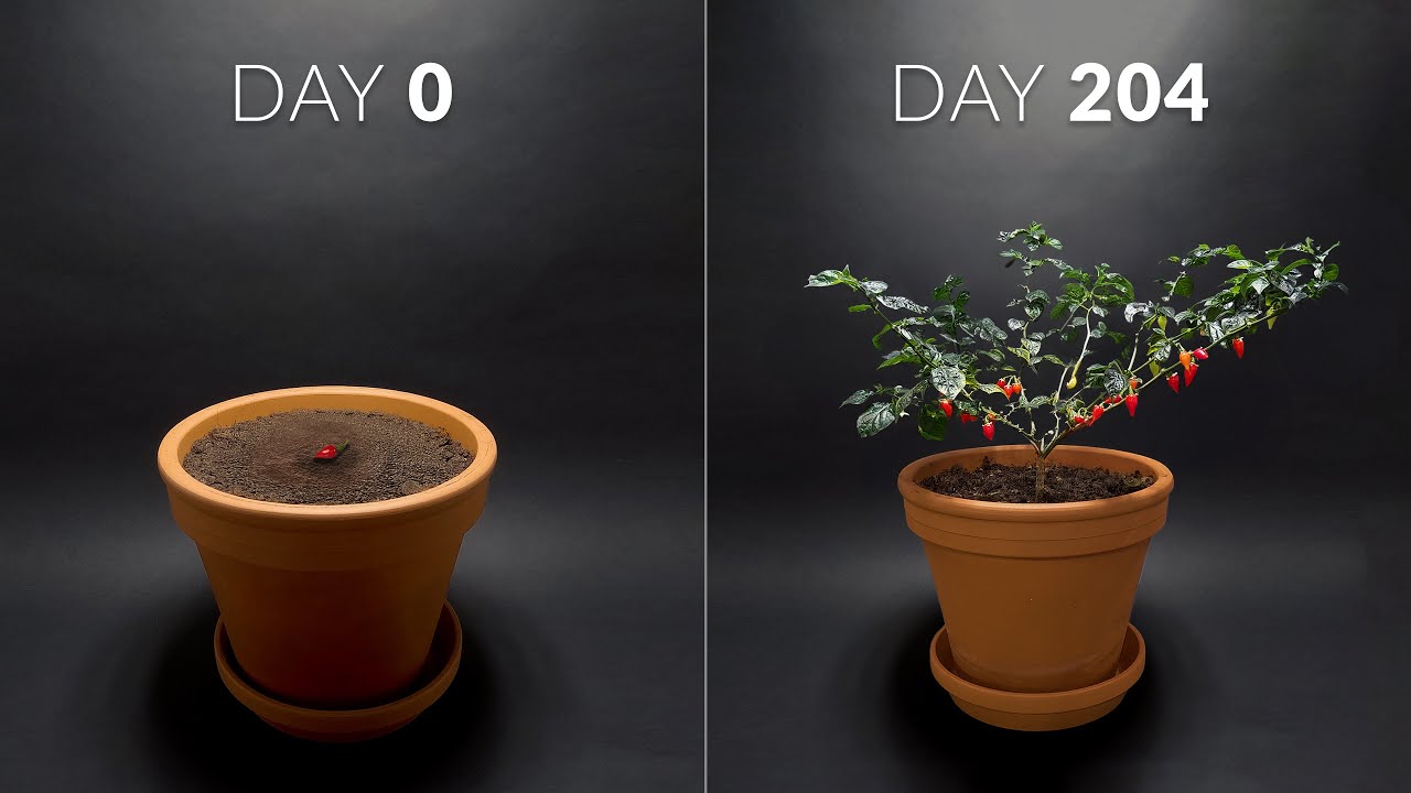 From seed to chili: 204-day biquinho pepper time-lapse