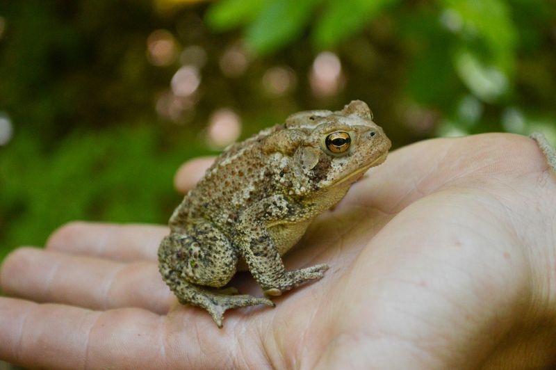 10 small animals frequenting your backyard to leave alone