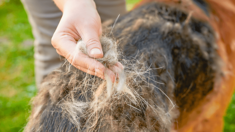 Do German Shepherd dogs shed?