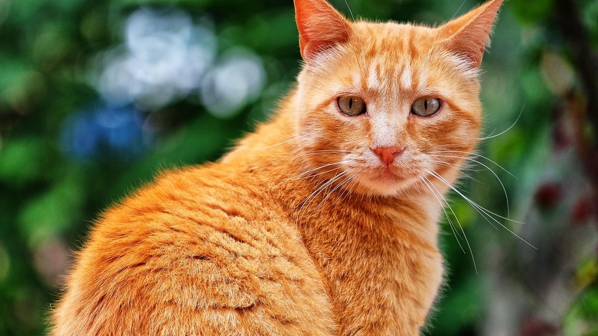 9 strange things a cat does because it knows it's going to die