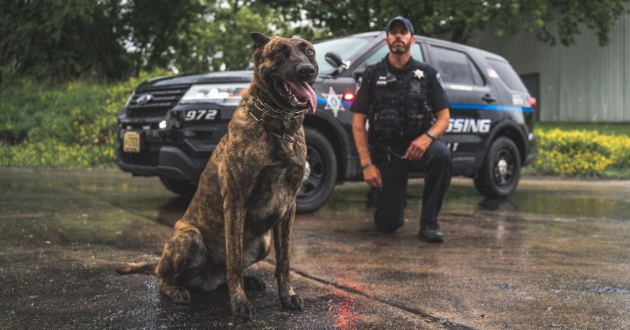 In human years, it’s only been 8: Fox Crossing announces police K9’s ...