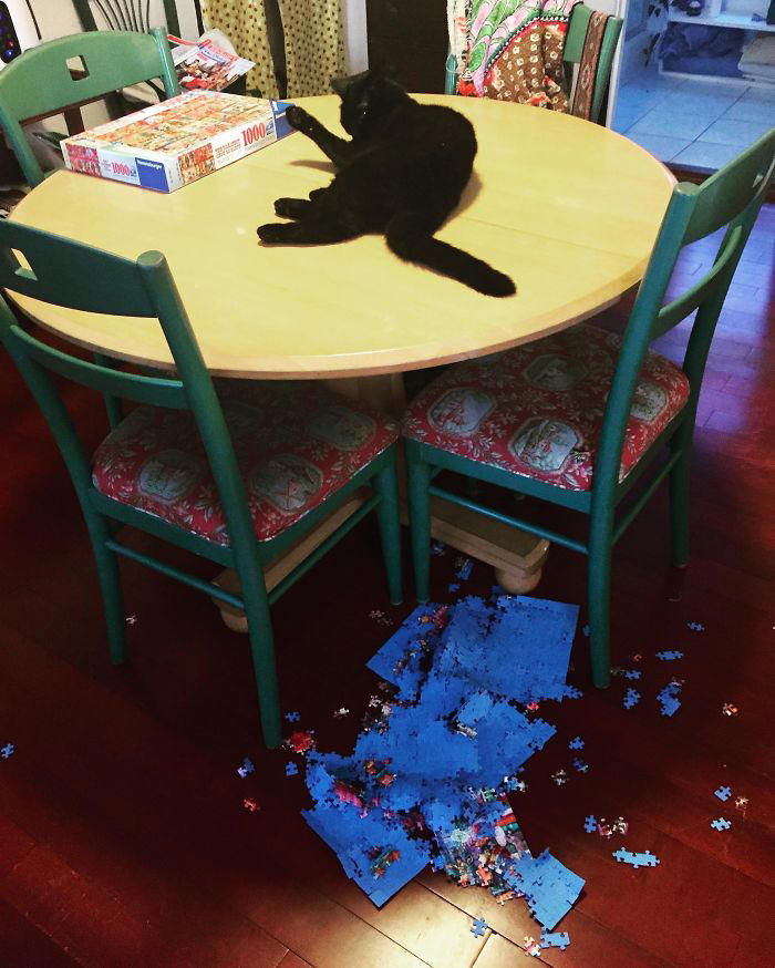 30 photos that show the reality of trying to finish a puzzle with your cat
