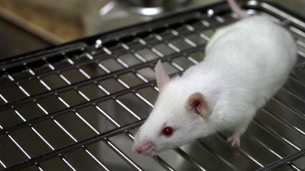 Lab mice released into nature reveal a lesson you won’t forget