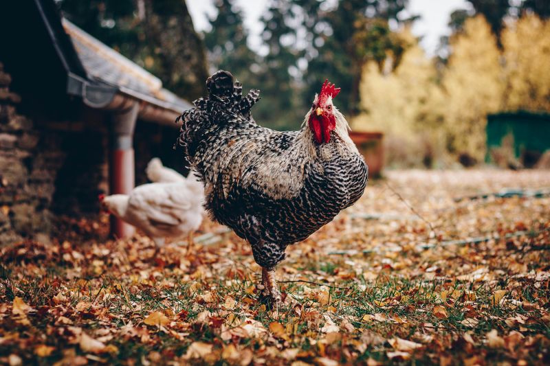 7 dangers of keeping backyard chickens