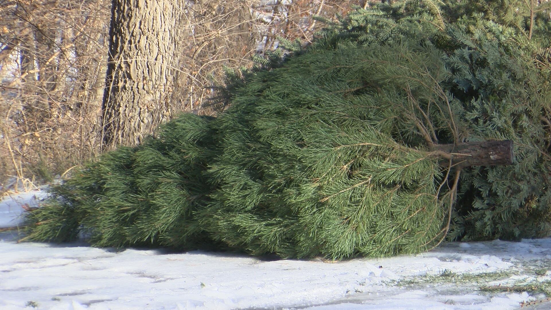 Lincoln Transportation and Utilities announces tree and lights ...