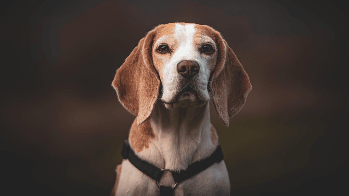 7 things your dog does to tell you he's angry with you
