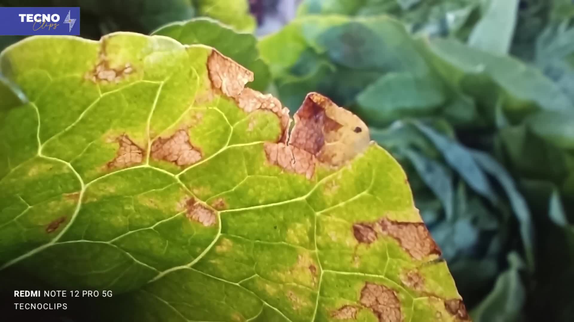 Redmi Note 12 Pro características, beneficios y mi opinión sincera