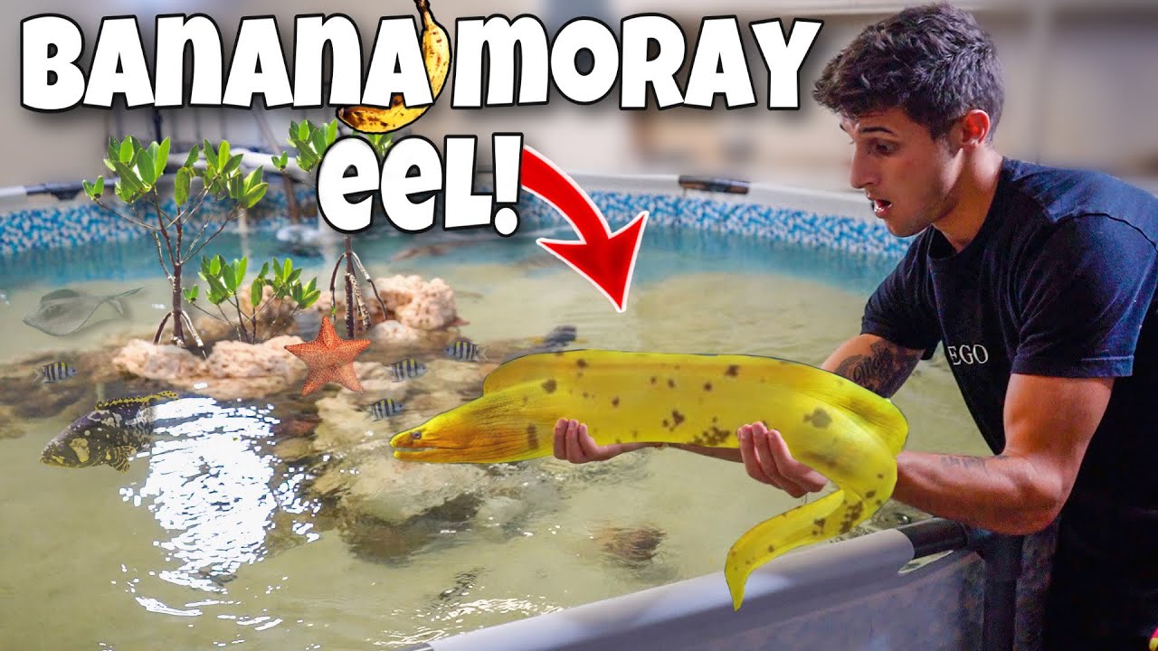 Transferring the rarest eel into my saltwater pond + more!