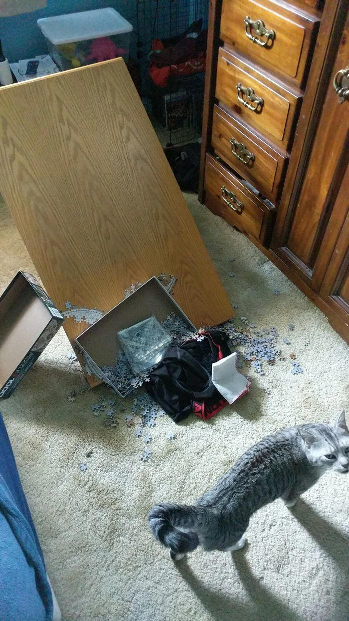 30 photos that show the reality of trying to finish a puzzle with your cat