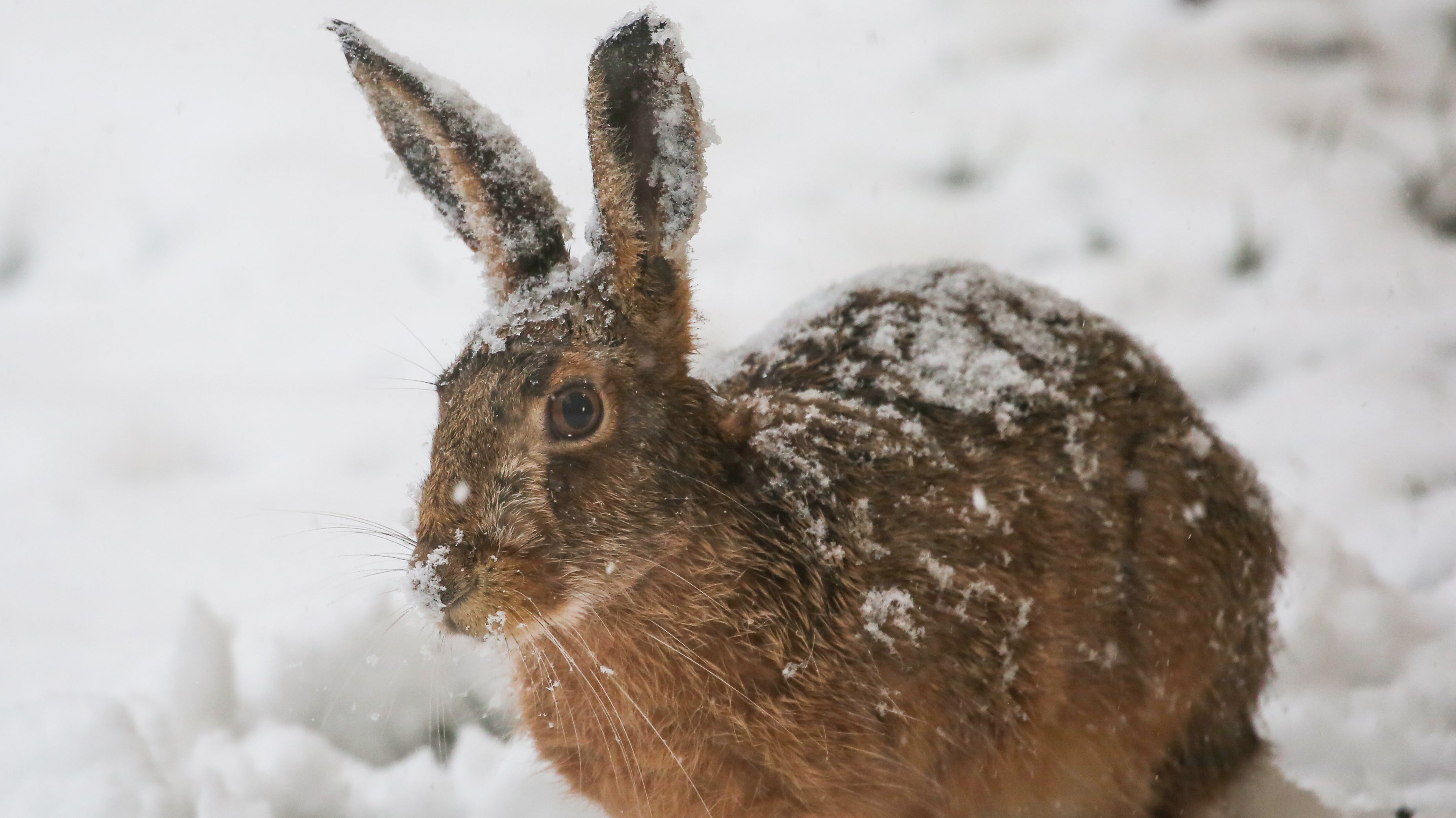 Wet vs dry snow: How temperature and humidity determine the type of ...