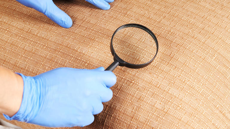 11 signs it's time to call in a professional for fleas and ticks