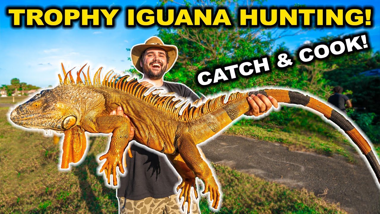 Trapping giant Florida iguanas: Catch clean cook