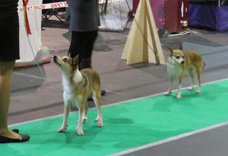 13 dog breeds that act like they're part cat (and the habits that prove it)