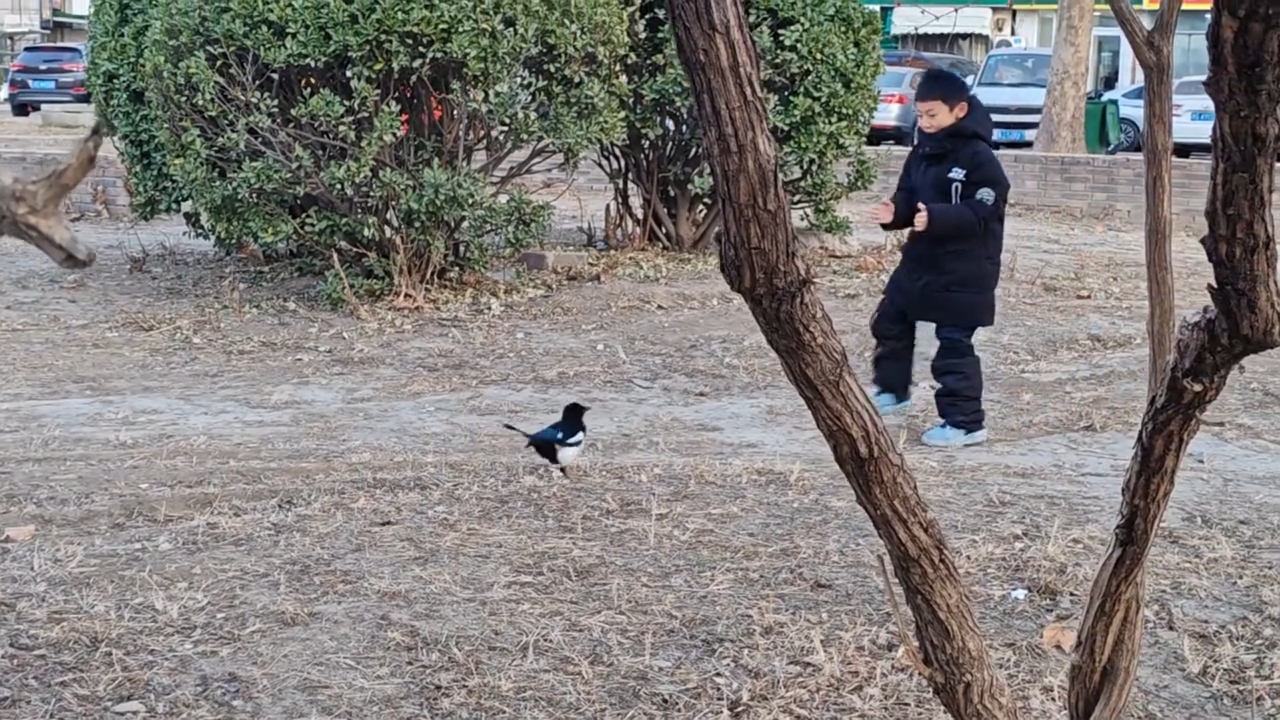 Magpie chases teasing boy in Tianjin, China