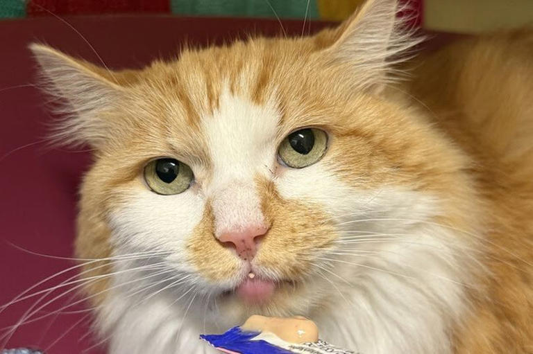 RSPCA faces tough Christmas with over 3,500 animals to care for