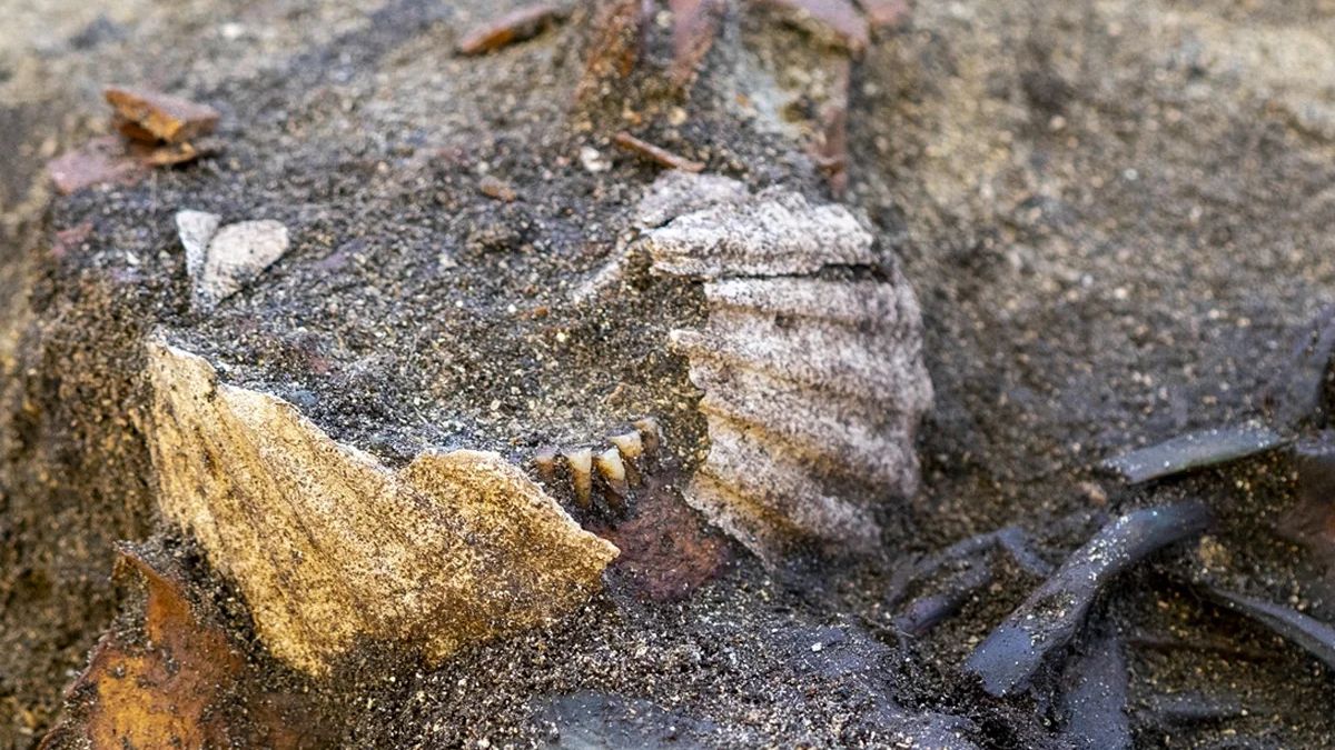 Shells gag Viking bride in chilling burial mystery