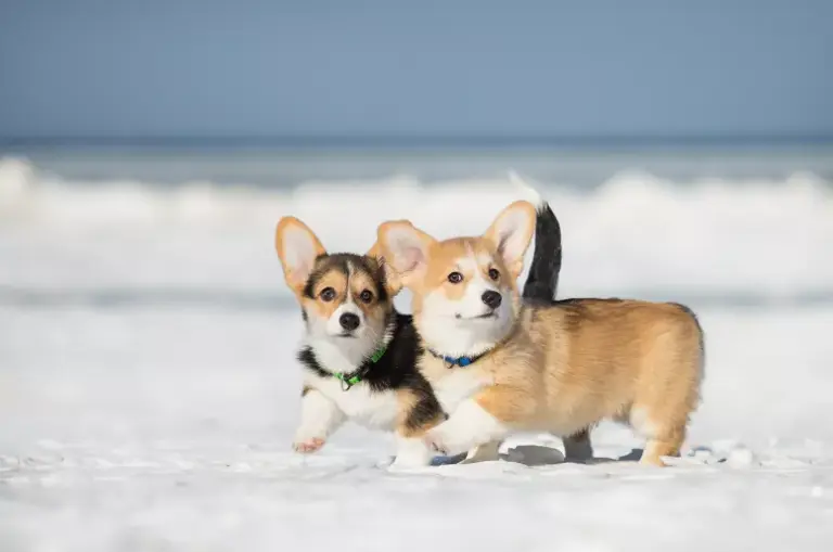 Welsh corgi pembroke: pes královny Alžběty II., kterého můžete mít i na ...