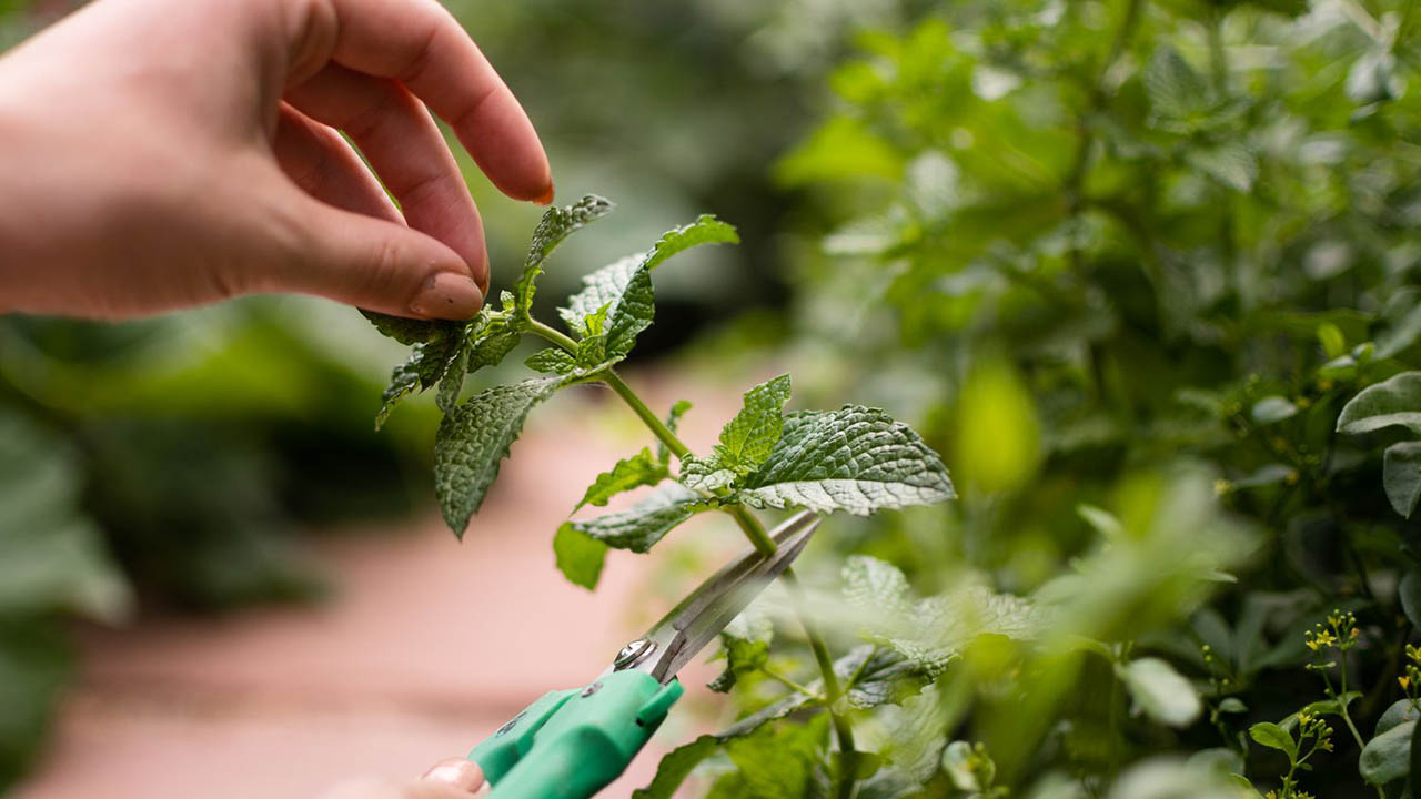 10 reasons why you should plant peppermint by your entrance