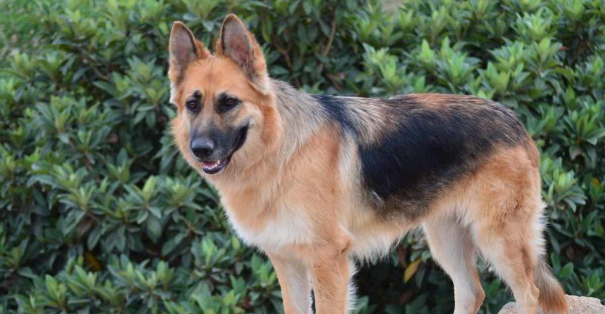 14 dog breeds that think the mail carrier is their greatest rival