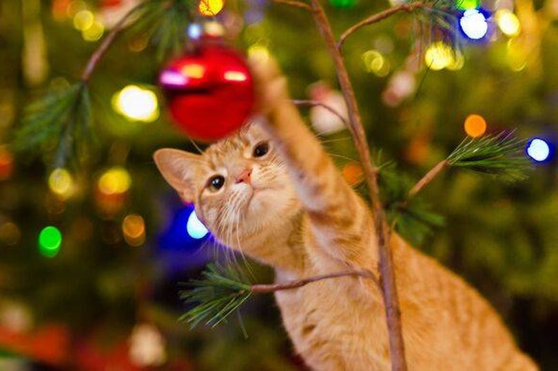 Cats will avoid your Christmas tree if you use one food they hate