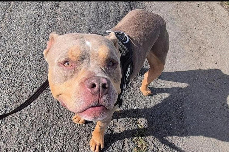 RSPCA faces tough Christmas with over 3,500 animals to care for