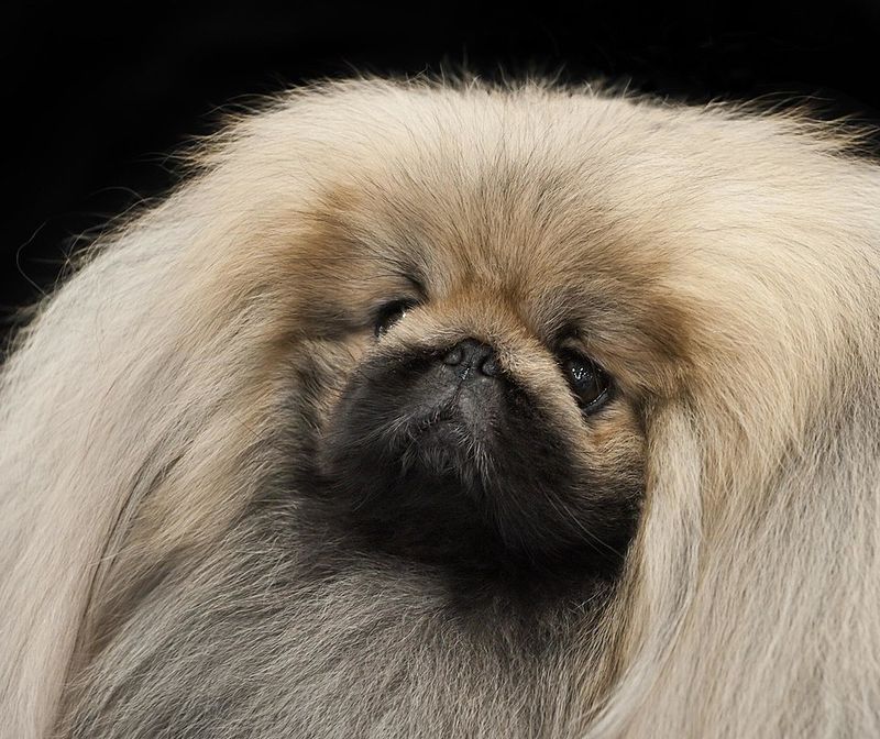 11 dog breeds that were once mocked but are now trendy pets