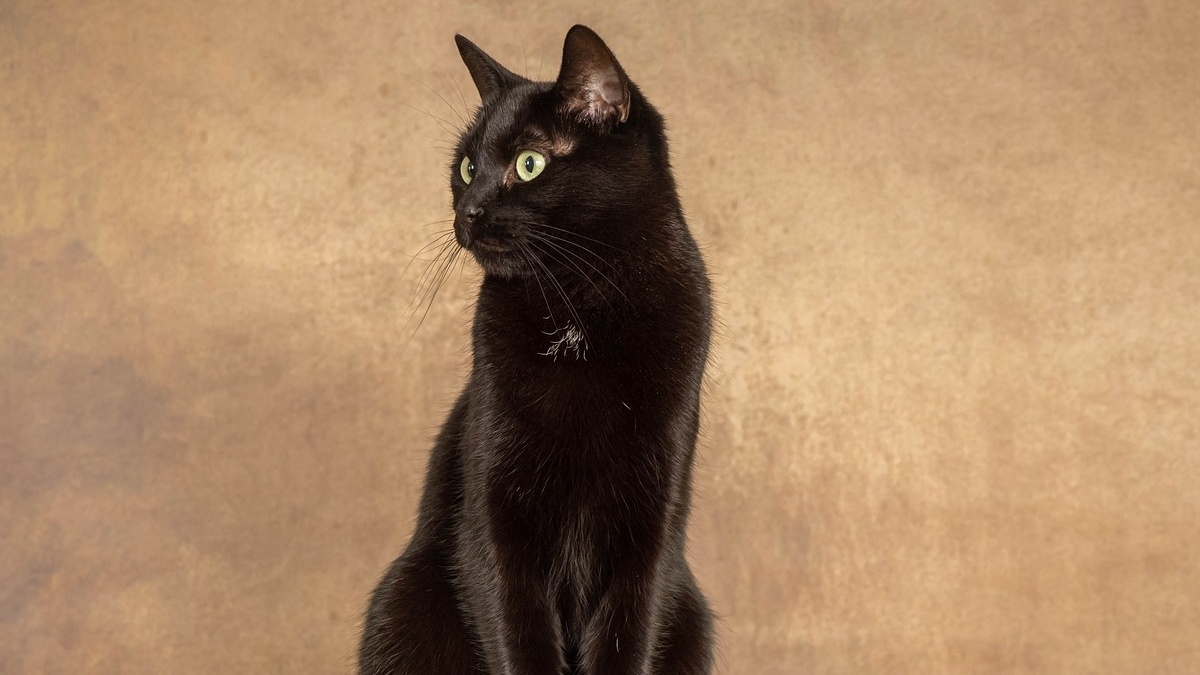 8 peculiar behaviors that prove your cat loves you madly