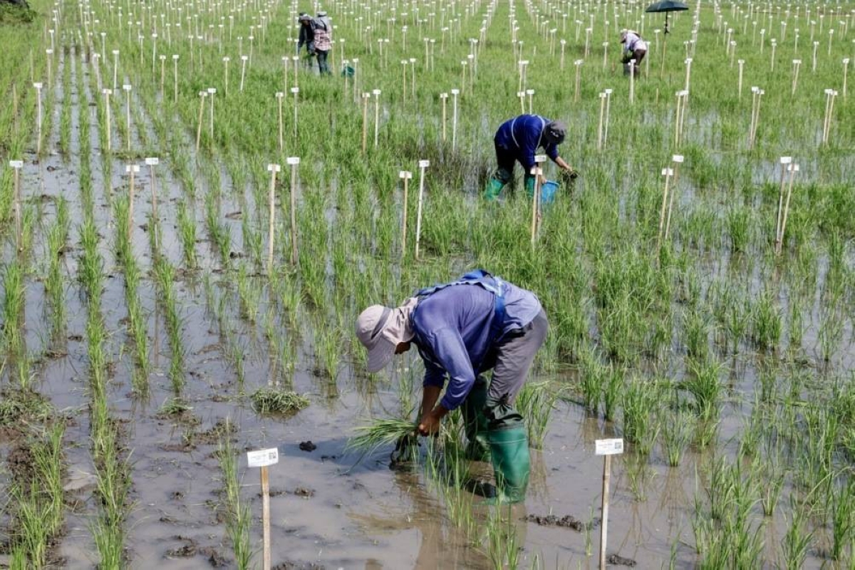 Disasters are upending farming, but digital tools offer a path forward