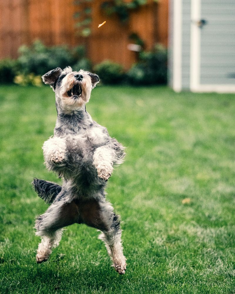14 dog breeds that think the mail carrier is their greatest rival