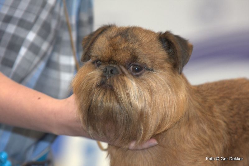 10 dog breeds with facial expressions that look almost human