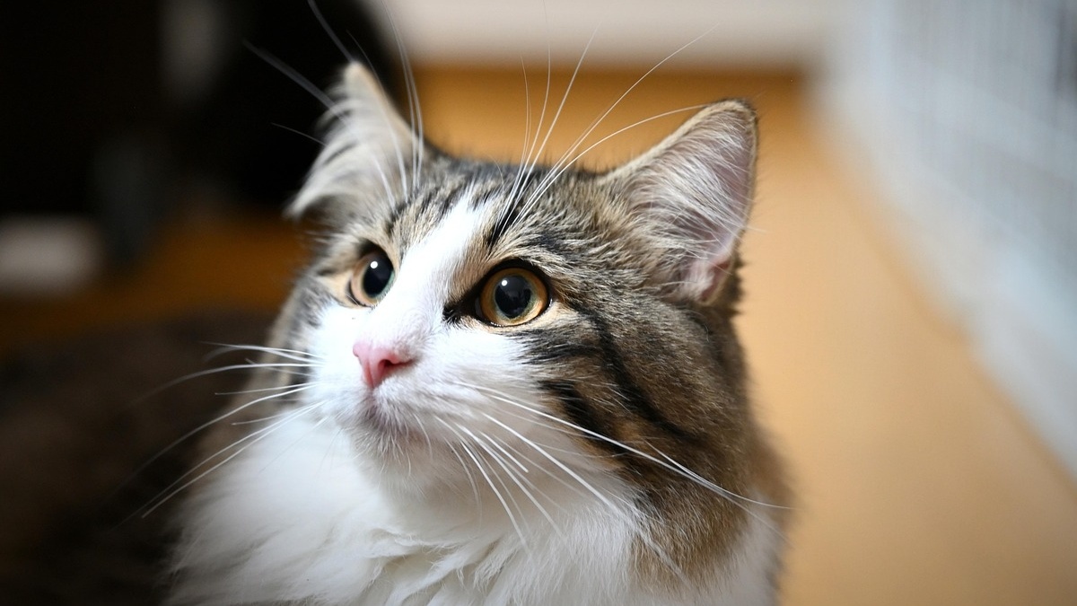 Early signs of vision loss in cats, according to veterinarians