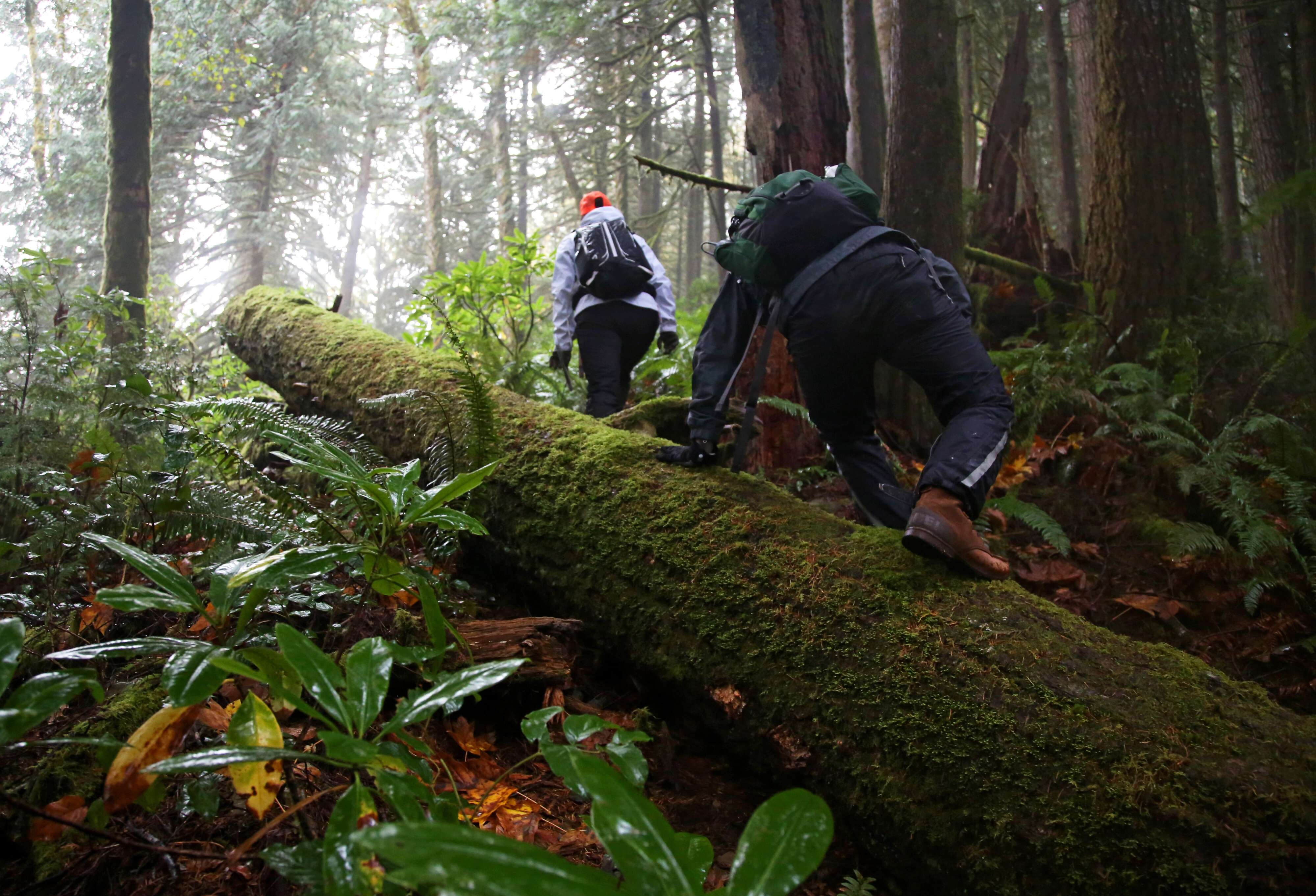 You think you’ve seen a big tree? Why we can no longer recognize a real ...